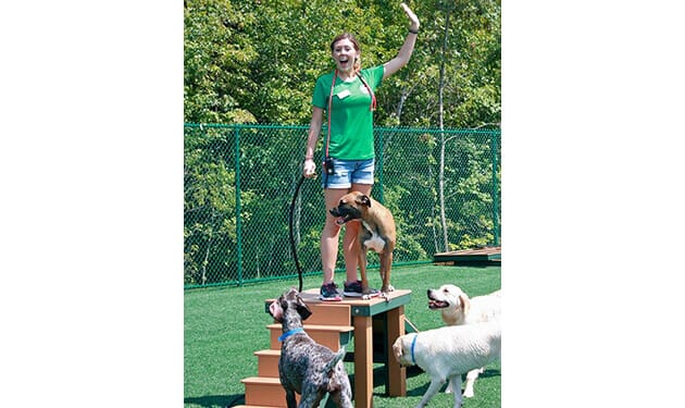 Top Dog Bridge - Stairs and Ramp DOG-02 - - Barco Products